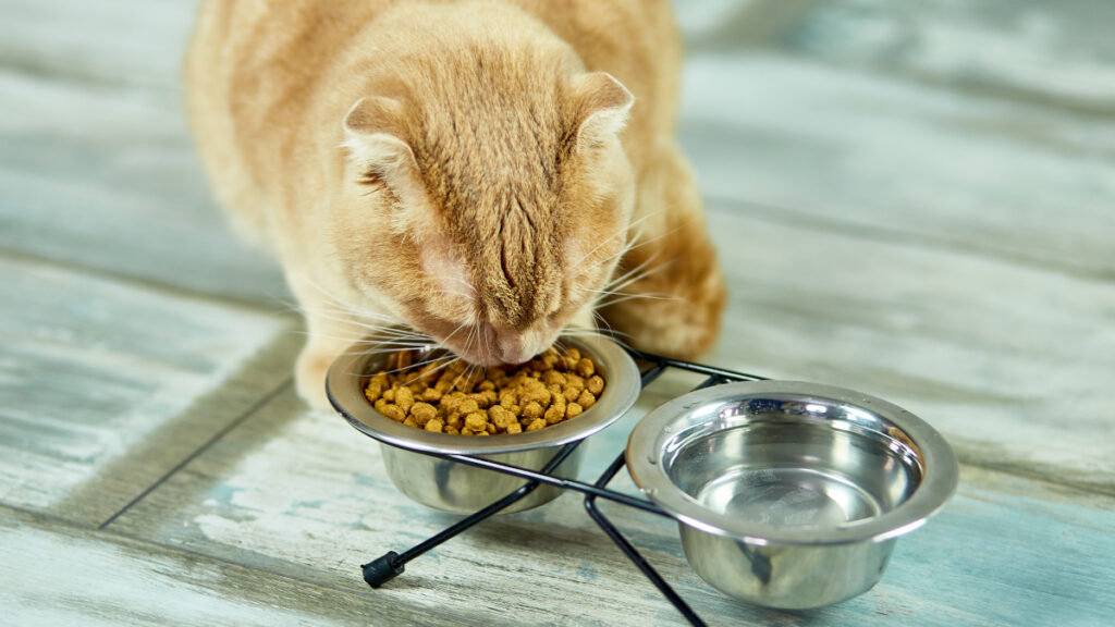 L'alimentation mixte pour chats : avantages et inconvénients