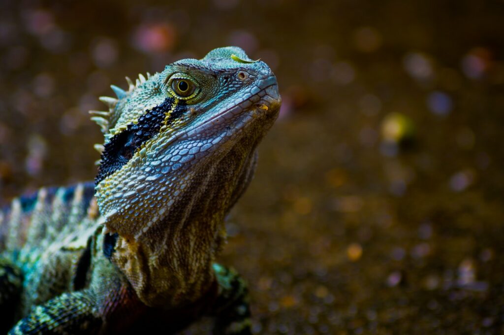 Caméléon : une liste étonnante des différentes espèces de caméléons
